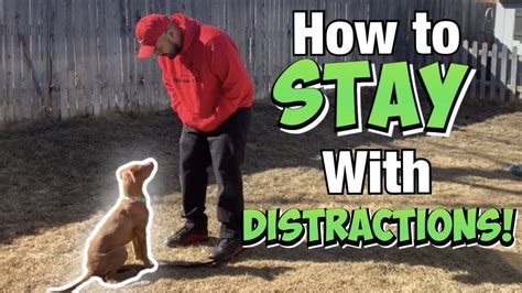 What Are The Basic Commands To Train A Pitbull Puppy