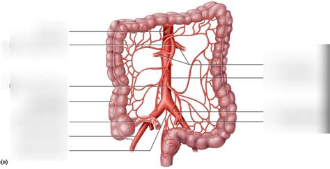 Lab Quiz B Intestine Blood Flow Diagram Quizlet