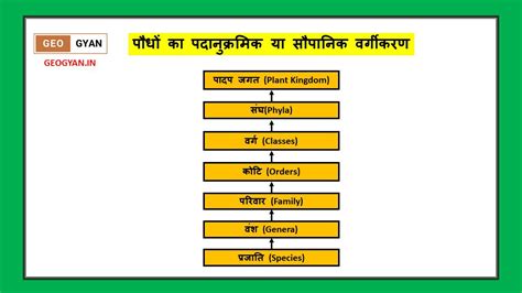 पौधों का पदानुक्रमिक या सौपानिक वर्गीकरण Hierarchical Classification Of Plants “geography पौधों का पदानुक्रमिक या सौपानिक वर्गीकरण Hierarchical Classification Of Plants “geography