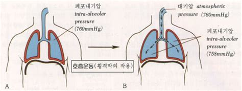 호흡기의 구조폐기관지호흡과정 자율신경계 네이버 블로그