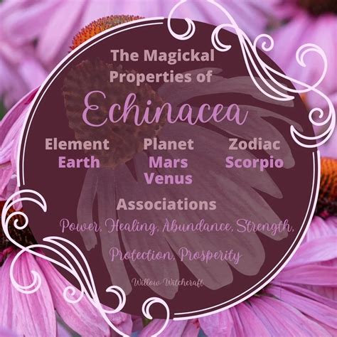 The Magickal Properties Of Echinacea In 2022 Magick Echinacea
