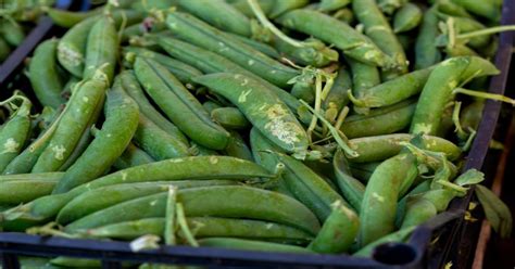 Green Peas Price Today Green Peas Rate Today Khetivyapar