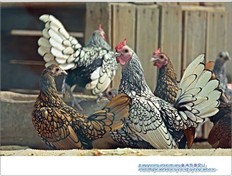 백한 조류 그리고 은수남금수남꽃닭 네이버 블로그