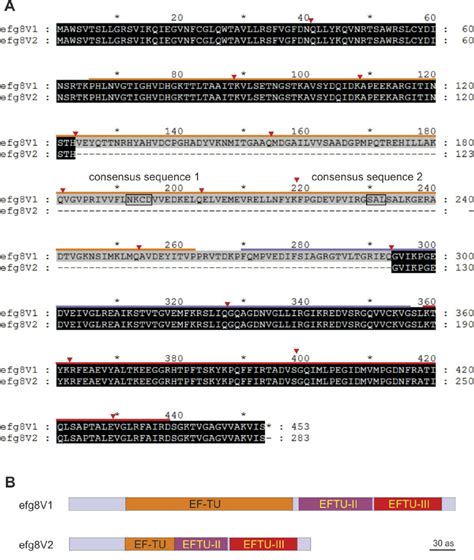 Figure S2 Comparison Protein Isoforms Encoded By Efg8 Protein Sequence Download Scientific