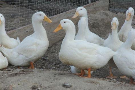 優良品種櫻桃谷鴨各階段的飼養與管理方法 每日頭條