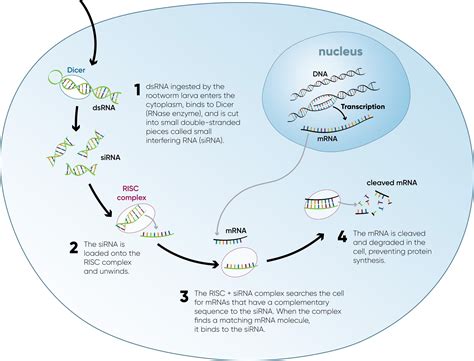 Corn Rootworm Management Using Rnai