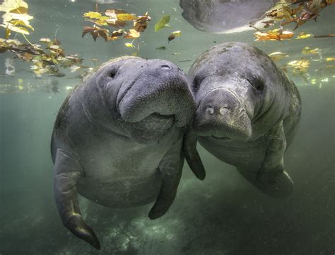 Manatee Dies After “high Intensity Sex” With His Brother Tfm