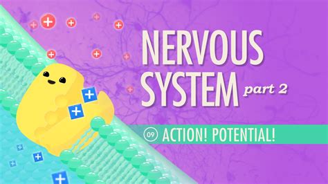 The Nervous System Part 2 Action Potential Crash Course A P 9
