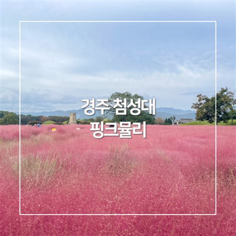 경주 첨성대 핑크뮬리 여행 시기 주차 추천