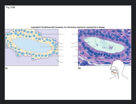 Stratified Cuboidal Diagram Quizlet