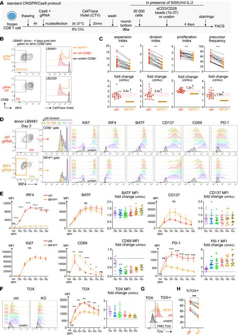 Irf4 Impedes Human Cd8 T Cell Function And Promotes Cell Proliferation