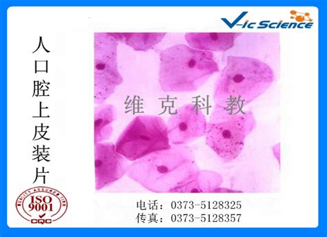 生物玻片 腊叶标本厂家 河南显微镜 新乡市维克科教仪器有限公司