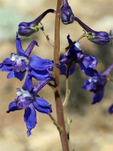 Delphinium Andersonii Andersons Larkspur World Of Flowering Plants
