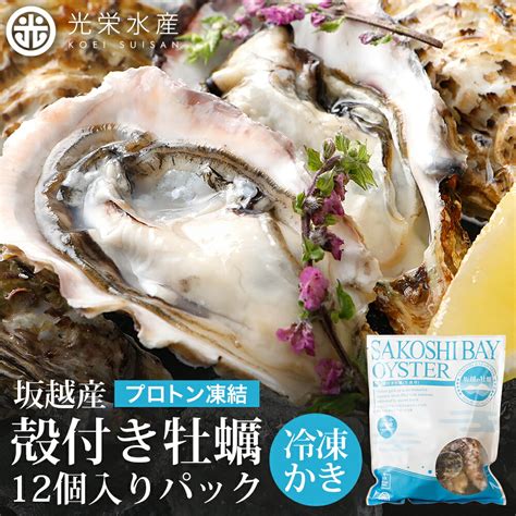 【楽天市場】坂越産 冷凍 殻付き 牡蠣 12個入りパック【12個 24個 36個】お取り寄せ 送料無料 かき 冷凍 生食用 牡蛎 牡蠣