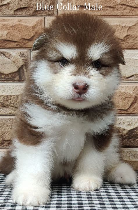 Red Giant Alaskan Malamute