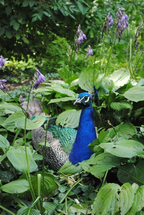 Безплатна снимка птица цвете зелен ботаника градина фауна паун