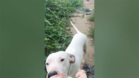 农村小伙训练猛犬杜高，狗子：算了还是给你点面子吧，自己悟去吧 001 Youtube