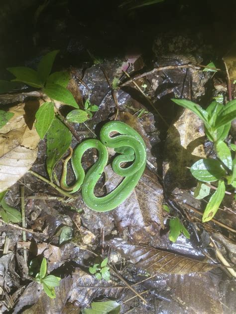 Chinese Green Tree Viper from 浙江省丽水市云和县崇头镇305县道 on August 13 2024 at