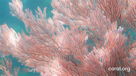 Reef Resilience Good News To Keep You Optimistic 14 Ocean