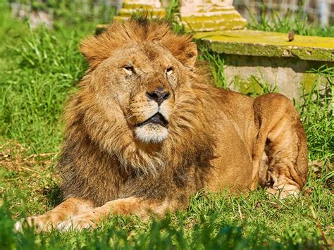León en Selwo Aventura el rey de la sabana africana