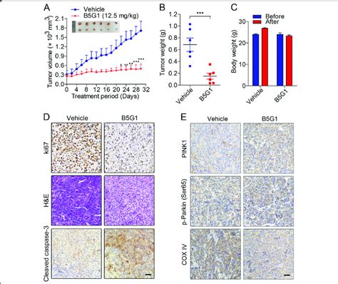 B5g1 Suppresses Tumor Growth In A Hepg2adm Xenograft Model A Tumor