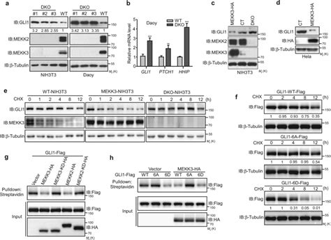 Mekk2 And Mekk3 Suppress Hedgehog Pathway Dependent Medulloblastoma By