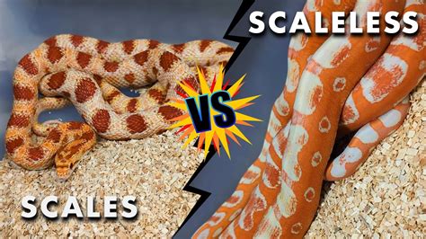 I PREFER MY SNAKES NAKED YouTube