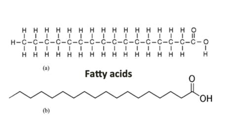 Chapter 8 Fats And Oils Flashcards Quizlet
