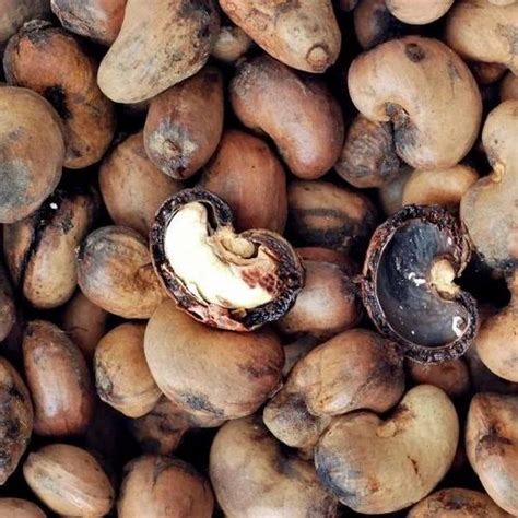 Cashew Nut Shell Packaging Type Gunny Bags 50 Kgs At ₹ 15 Kg In Madurai