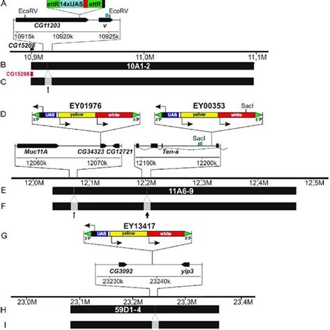 Molecular Maps Of The Genomic Regions Surrounding The Insertions Of