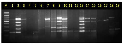 A Simplified Multiplex Pcr Assay For Simultaneous Detection Of Six Viruses Infecting Diverse