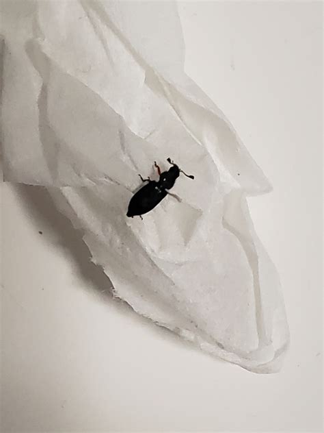 Daughter Found R Whatisthisbug