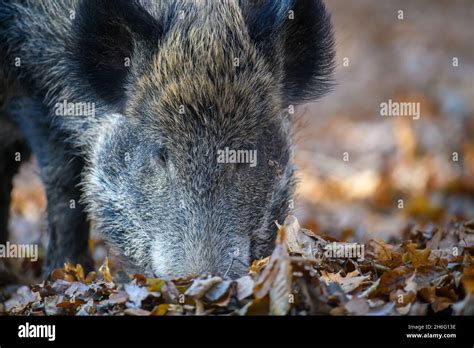 Male Boar In An Autumn Forest Looks For Acorns In A Fallen Leaf
