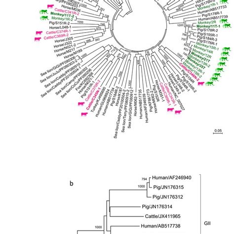 Phylogenetic Analysis Of Rdrp Proteins Of Cattle And Monkey