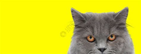 三只英国小猫的肖像高清图片下载 正版图片503377425 摄图网
