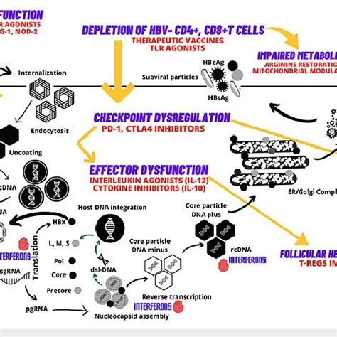 Schematic Representation Of Hepatitis B Virus Hbv Immunopathogenesis Download Scientific