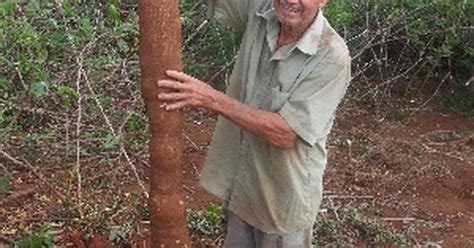 G Agricultor colhe mandioca de metros e quilos em Goiatuba GO notícias em Goiás