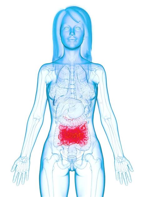 A Diseases Small Intestine Stock Illustration Illustration Of Inside