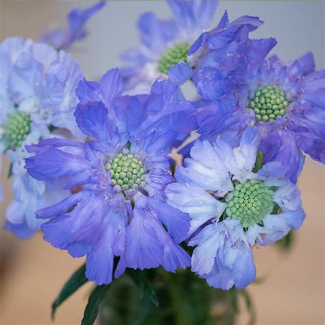 高加索蓝盆花花苗种子苗四季种开花多年生阳台庭院室内易种活盆栽 虎窝淘