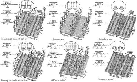 Intercropping Soybean With Corn And Solid Cultures Of Both Crops Download Scientific Diagram