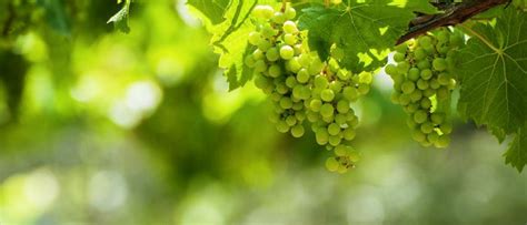 Região vitivinícola de Trás os Montes comercializa milhões em vinho Portal Agronegócios eu