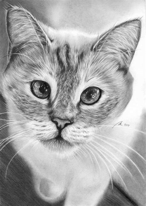 Рисовать Кошку Фото —