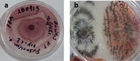 Dual In Vitro Confrontations Of The Phytopathogen Fusarium Oxysporum Download Scientific