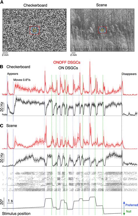 Simulated Saccades Suppress Preferred Direction Responses In On But Not