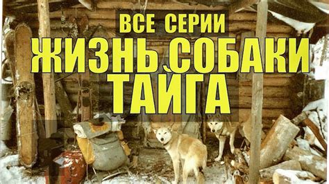 ЖИЗНЬ СОБАКИ в ТАЙГЕ СУДЬБА СЕРИАЛ ПРОМЫСЕЛ и ОТШЕЛЬНИКИ В ЛЕСУ ВСЕ СЕРИИ ИСТОРИИ из ЖИЗНИ