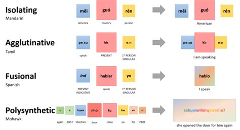 Morphology Of Different Languages Psychology Of Language
