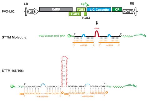 Schematic Diagram Of Pvx Based Vbms Vectors And The Pvx Sttm165 166