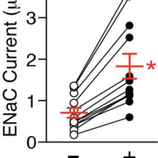 Acid Increases ENaC Open Probability A Single Channel Current Traces