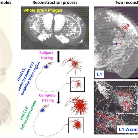 an exemplar neuron tracing reconstruction application for a mammalian