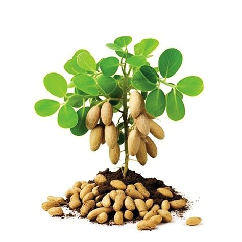 Peanut Seedlings Peanuts On Peanut Seedlings Land Elements Realis